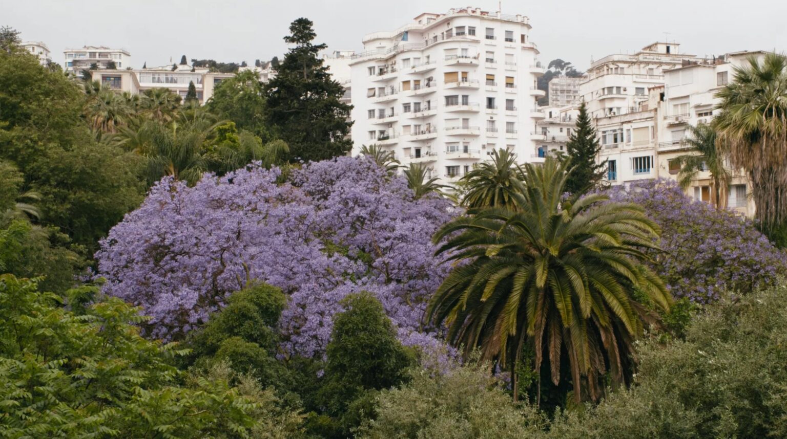 VdR 2026 – Alea Jacarandas de Hassen Ferhani : Alger, par le regard ...